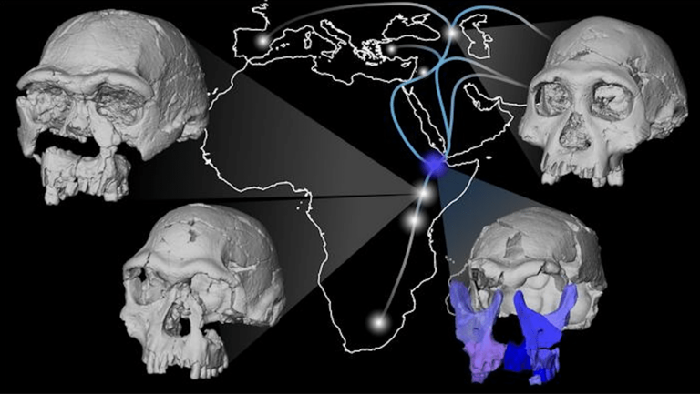 Ethiopian Homo erectus skull discovery rewrites human evolution timeline