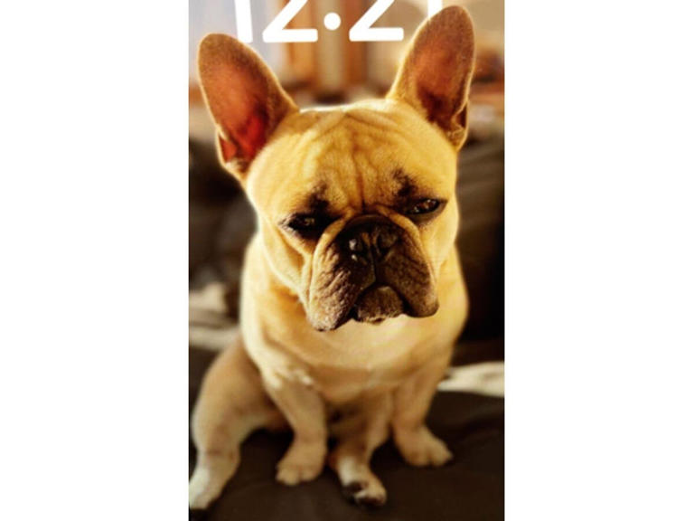 Beloved French bulldog still missing after armed dognapping suspect ...