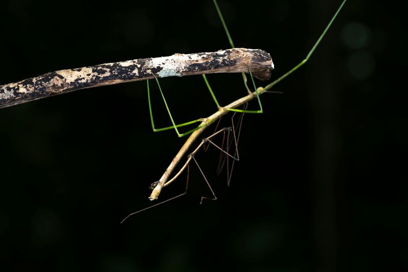 8 insects that make great pets, if you’re not afraid of bugs