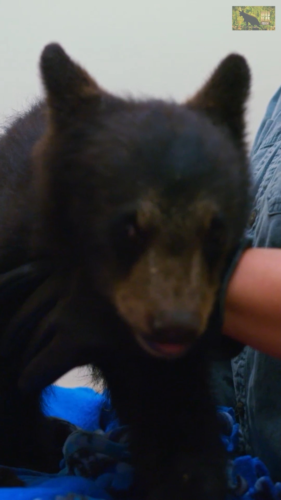 Fractured jaw, will she survive?