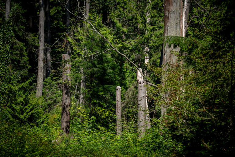 Group loses latest court battle to halt tree removal at Vancouver's ...