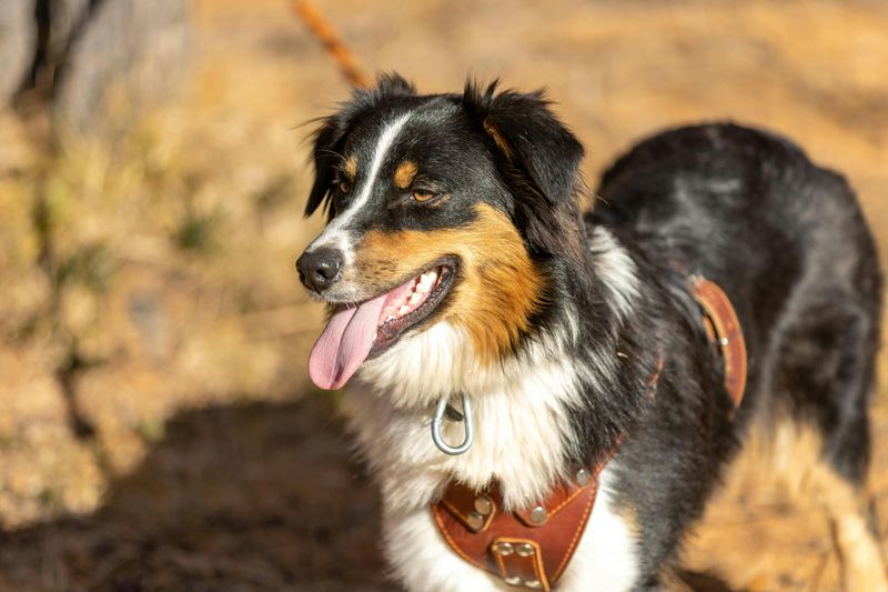 7 active dog breeds that crave exercise and 6 calm companions for ...