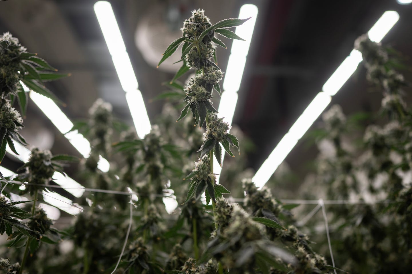 What is a Schedule III drug — and what does Trump’s order mean for ...