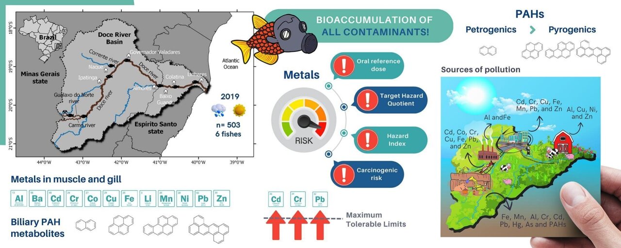 Four years after the Mariana mining disaster in Brazil, river fish ...