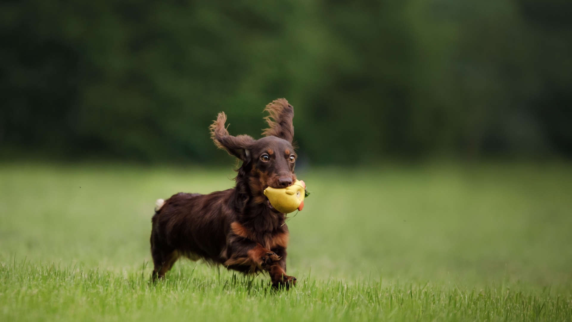 9 breeds that love carrying things, from toys to leashes to ‘helping ...