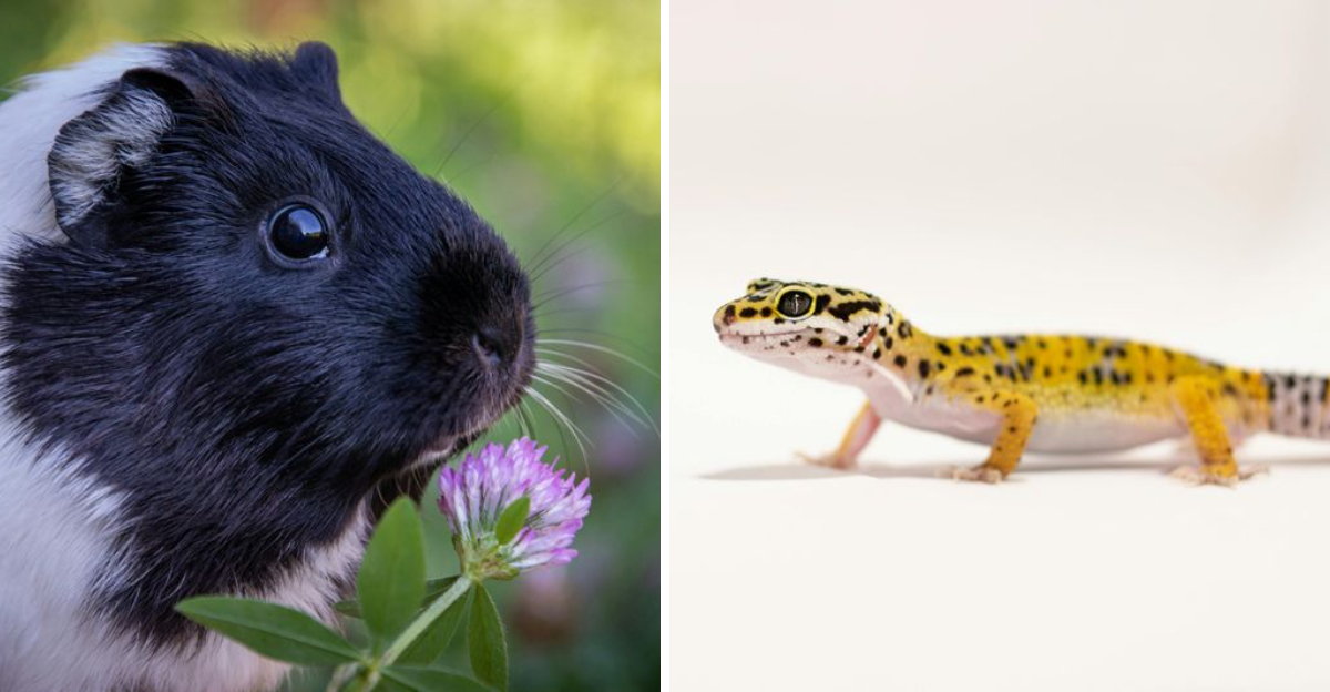 11 quiet pets for a peaceful home