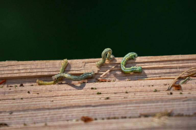 Tree cutting in Vancouver's Stanley Park resumes after looper moth ...