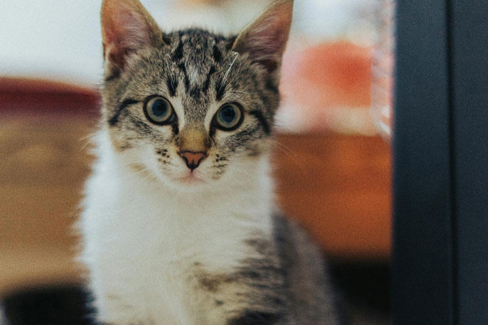 Cats can recognize their owner's voice, face, and even footsteps: 47 ...