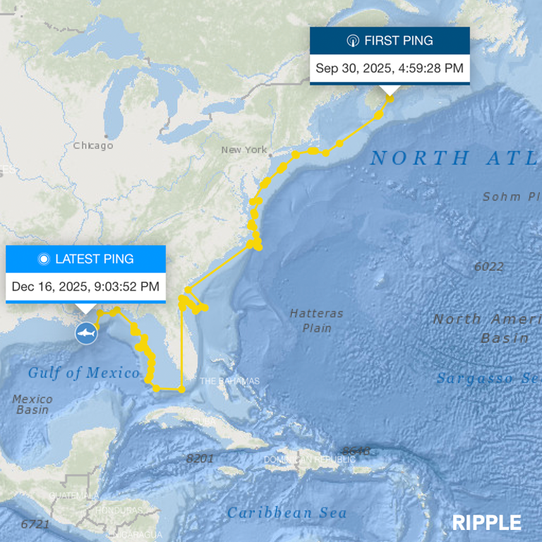 Newly tagged white shark 'Ripple' makes appearance off New Orleans coast