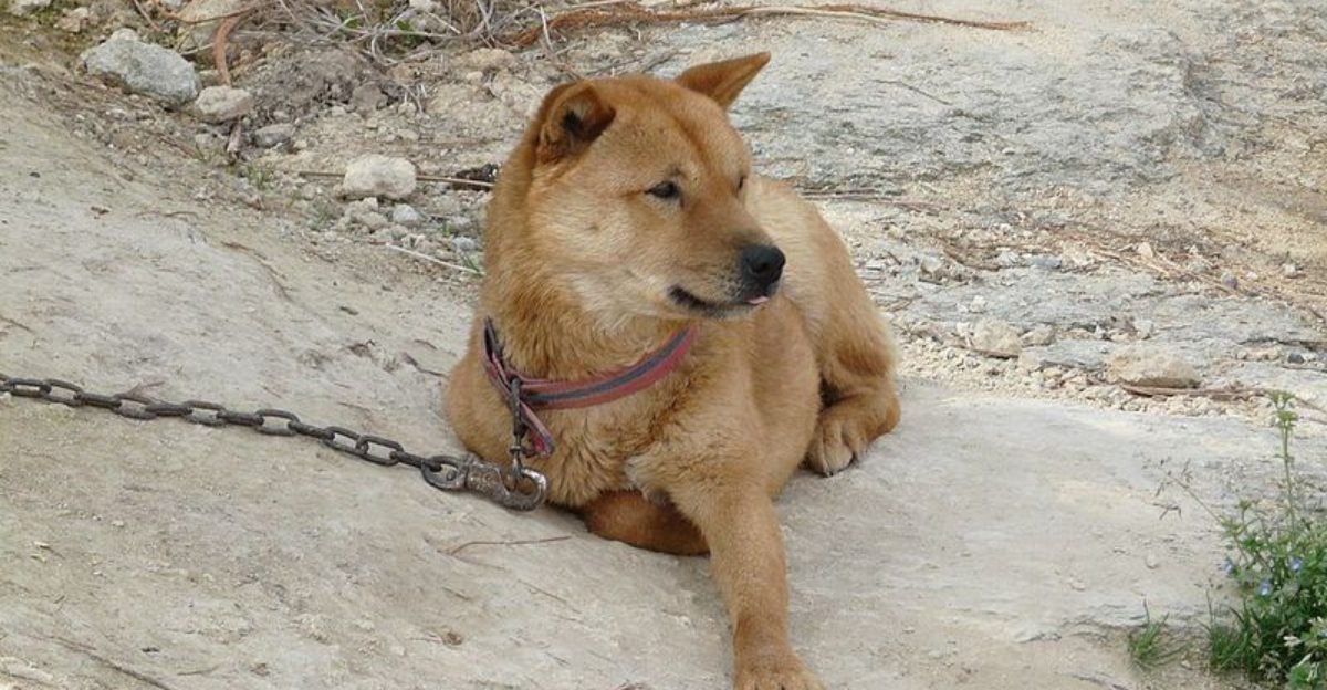 14 breeds that often misread "friendly" human body language – the safer ...