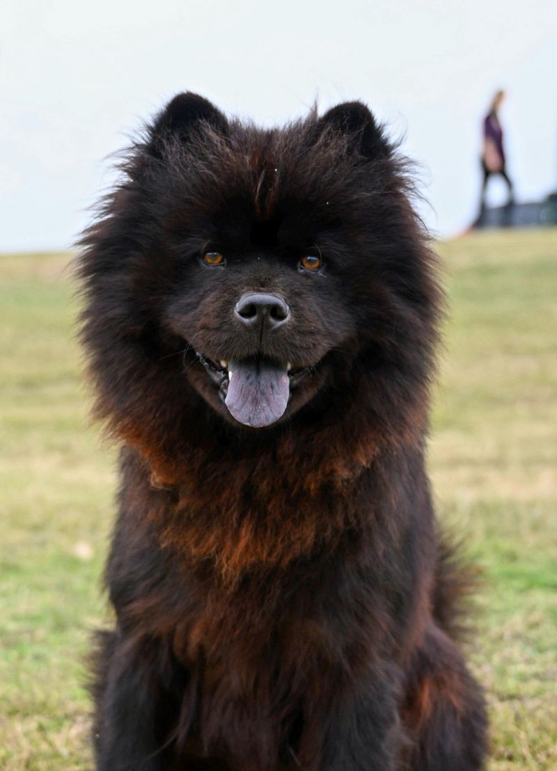 14 breeds that often misread "friendly" human body language – the safer ...