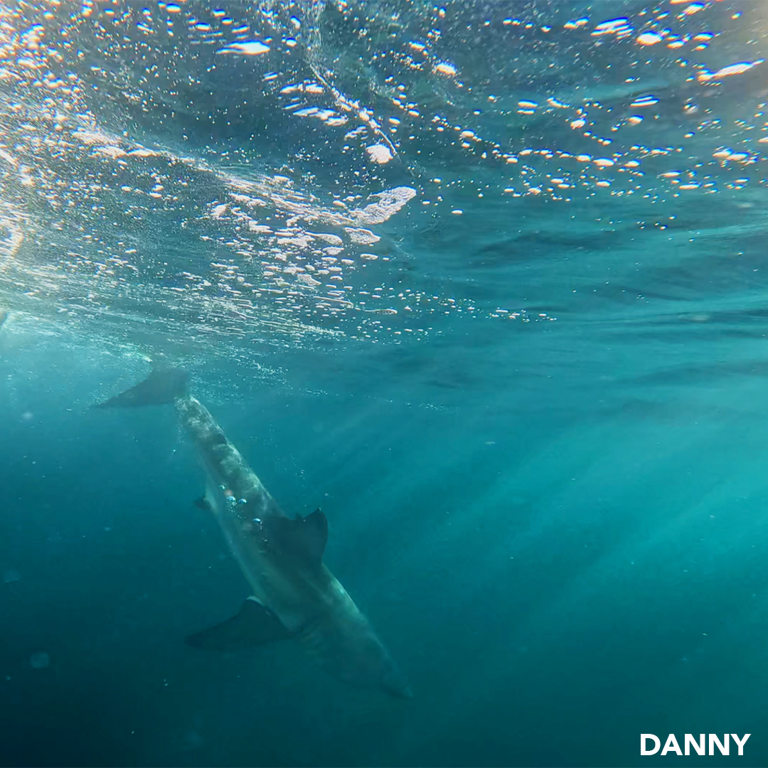 See it: Largest male white shark 'Contender' spotted moving into warmer ...