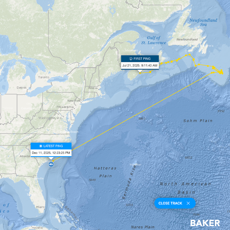 See it: Largest male white shark 'Contender' spotted moving into warmer ...