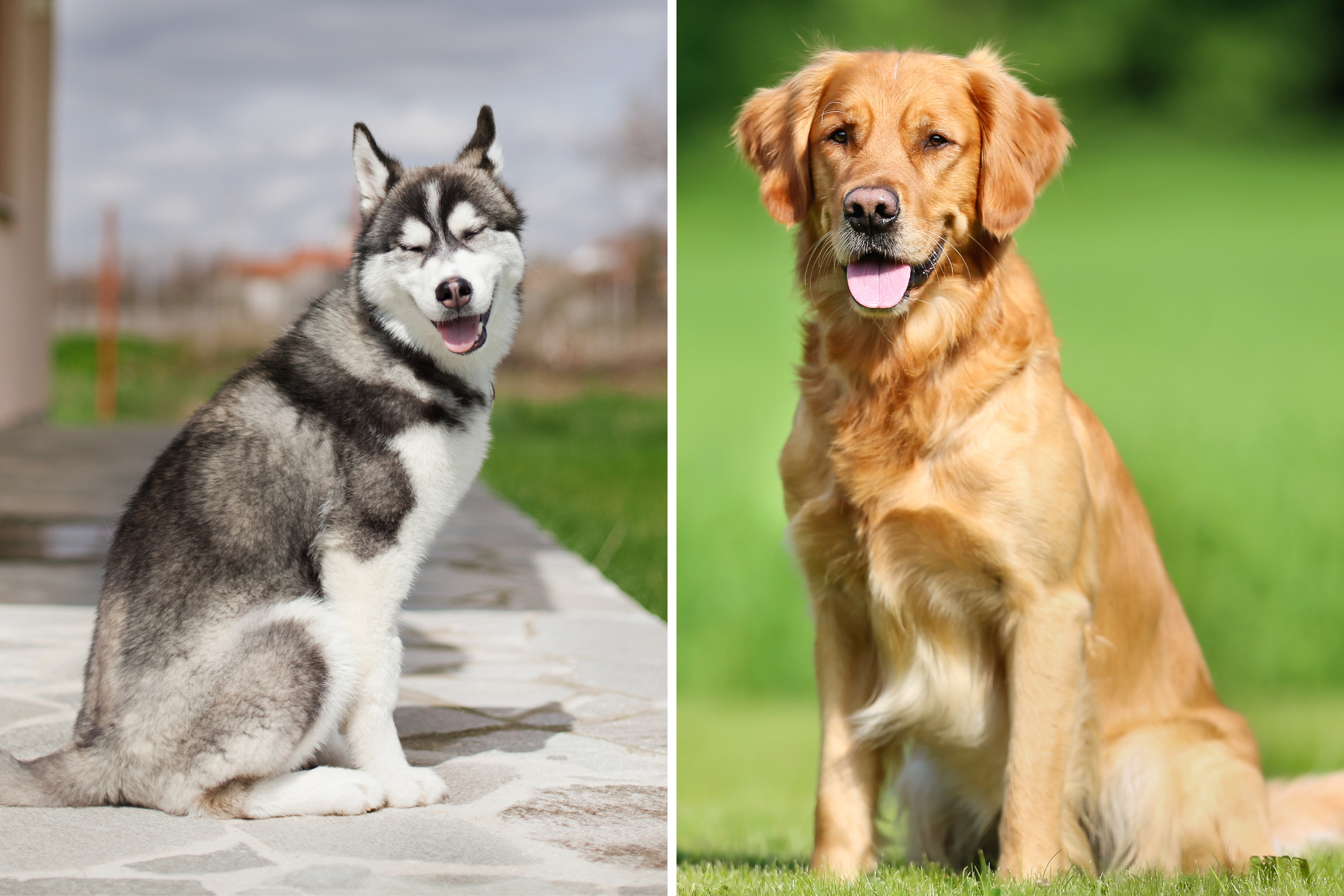 Golden retriever and husky have puppies, owner can’t believe eye color
