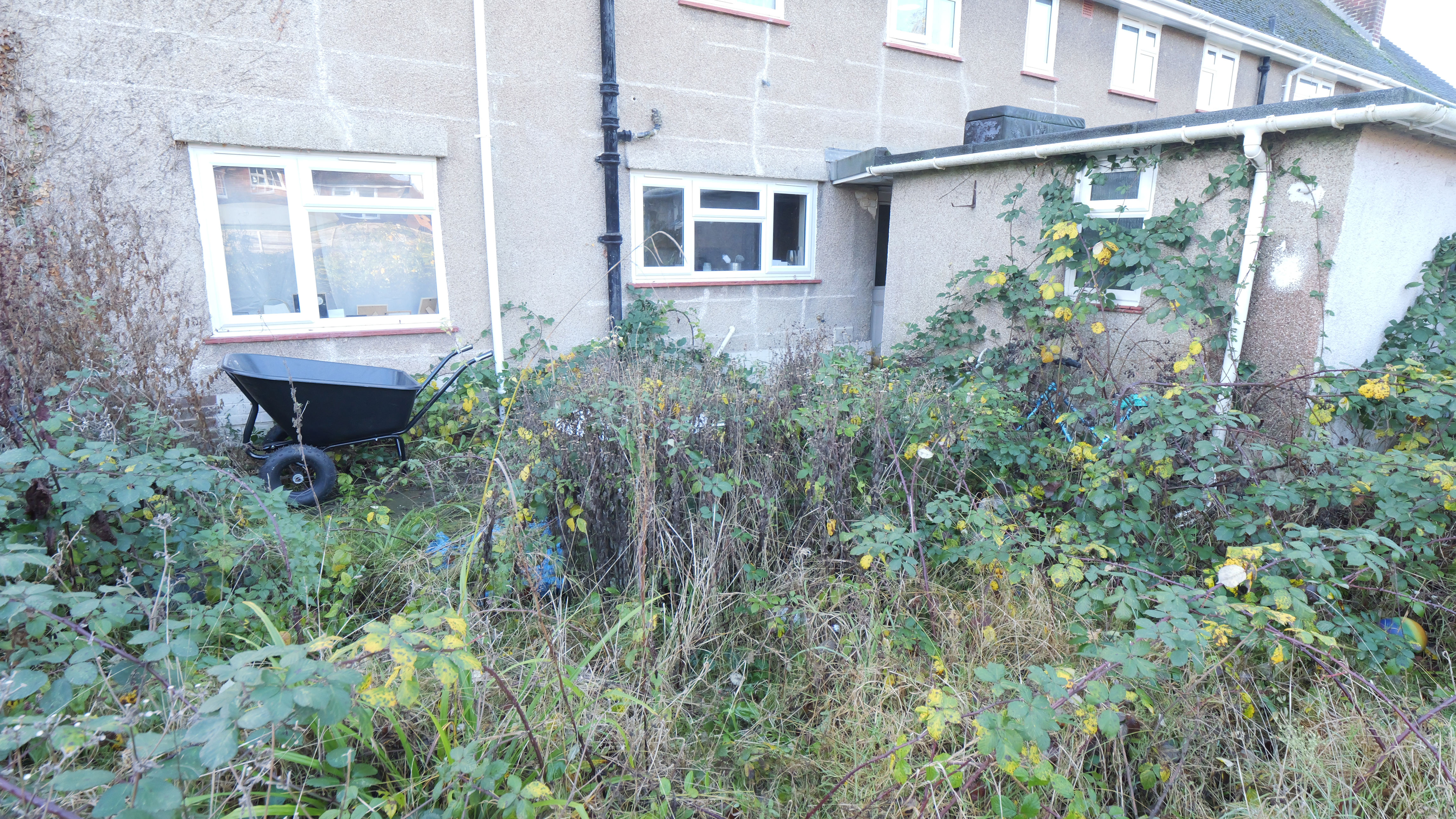 One of the most extreme overgrown backyards I’ve ever faced