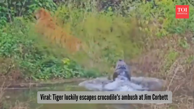 Viral: Seconds from death: Tiger’s narrow escape from crocodile at Jim Corbett