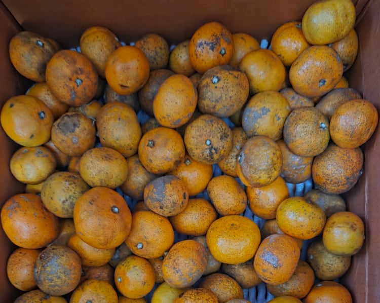 Jeju influencer's 'ugly mandarins' reveal mold, spark outrage