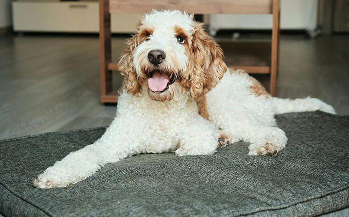 Cats can recognize their owner's voice, face, and even footsteps: 47 ...