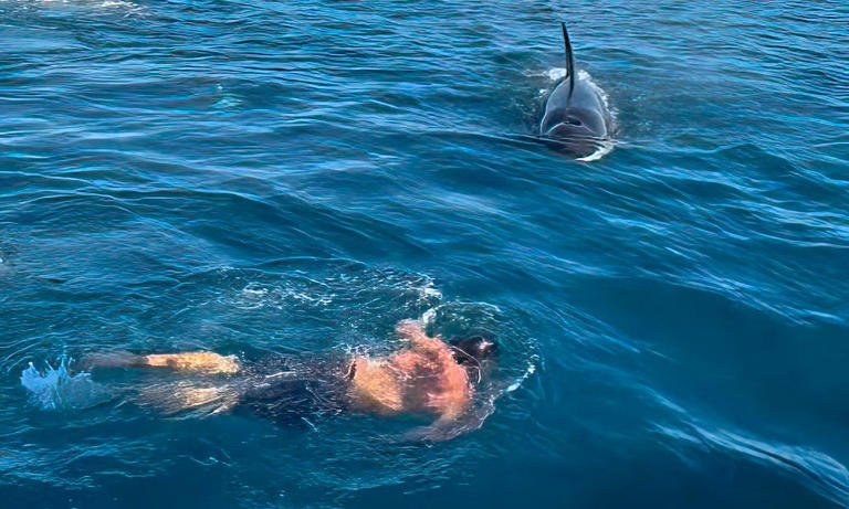 Boaters jump overboard to swim with orcas; it doesn't go well