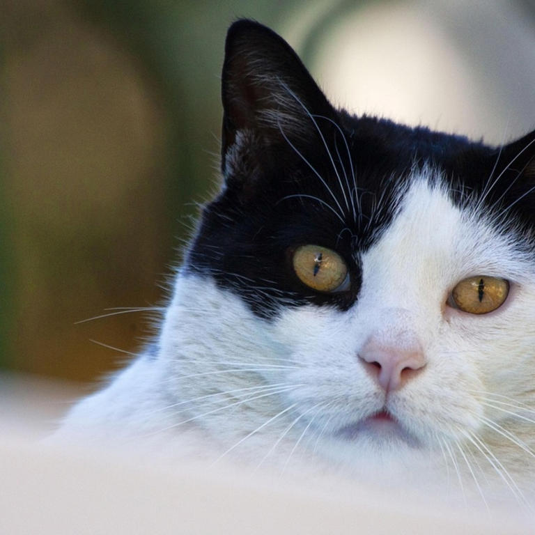 9 sounds your cat makes that reveal its emotional state