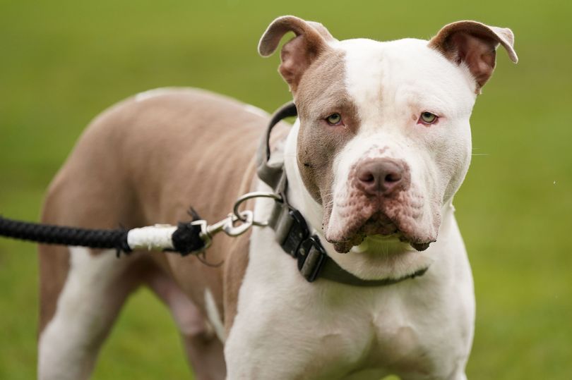 West Midlands Police seizing 40 dogs a month since XL Bully ban