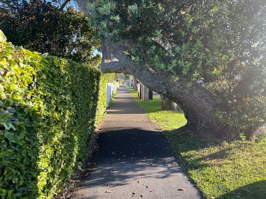 Why you can't trim your neighbor's tree branches without permission
