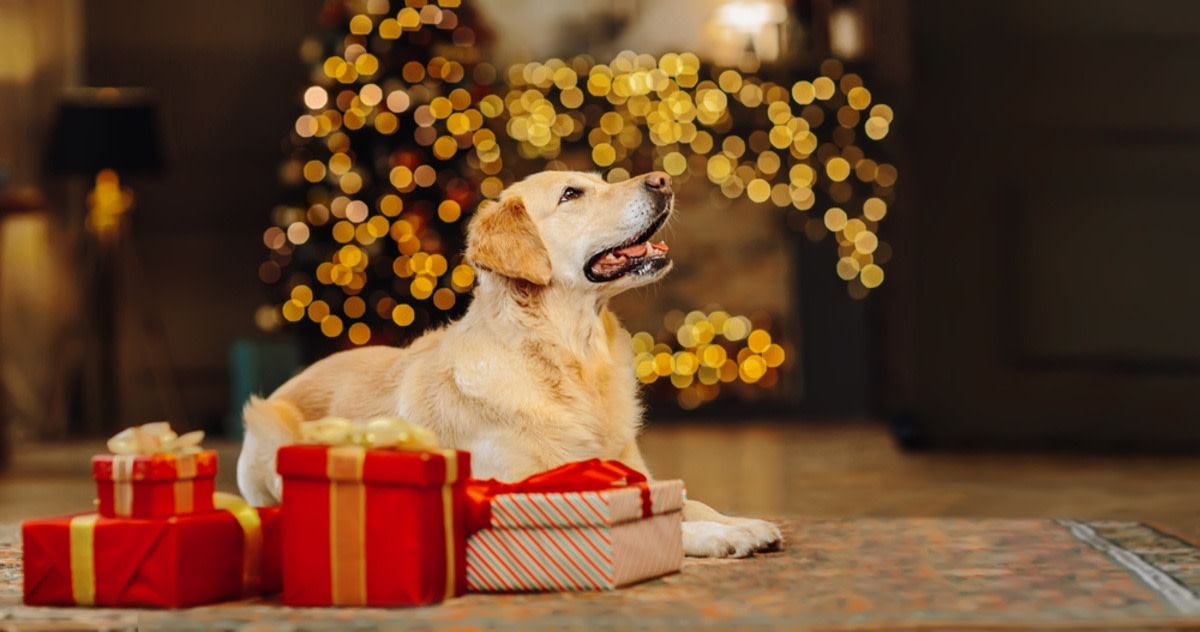 Vet hilariously parodies how different dog breeds would open presents