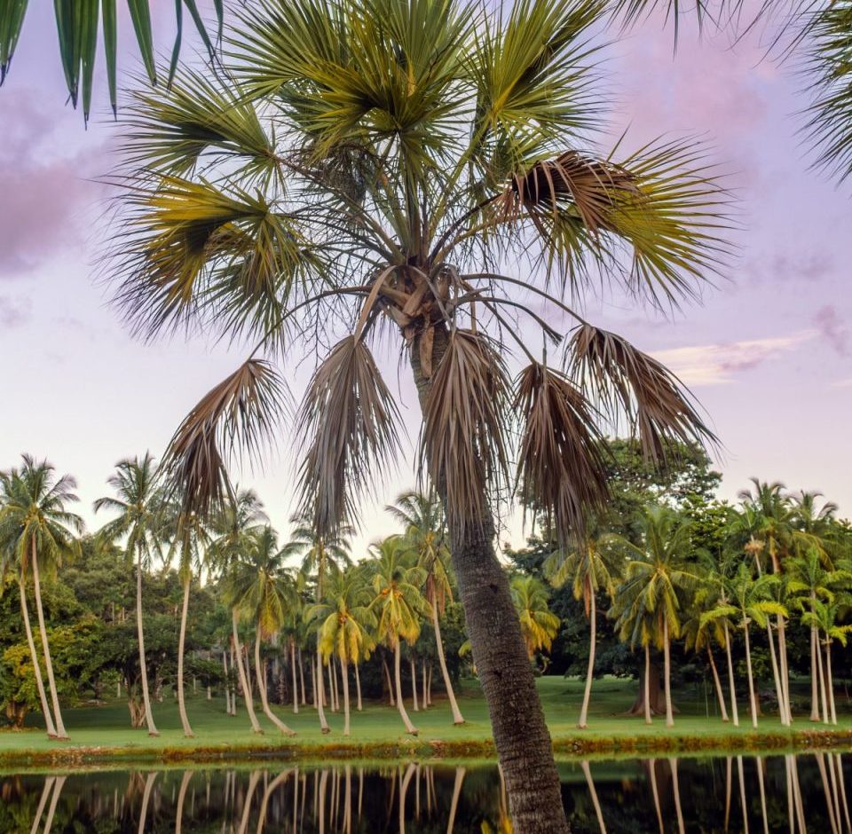 Rising seas put Florida's state tree at risk - new research offers hope
