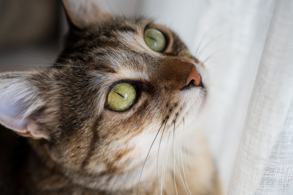 Owner takes photo of cat at home, realization about eyes goes viral