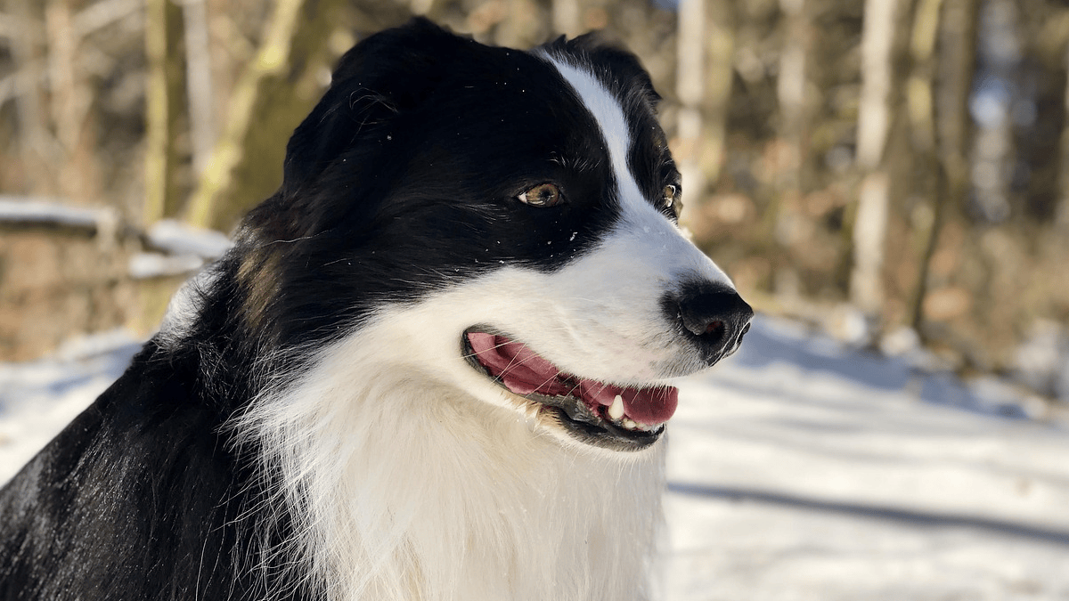 These 6 actions can make your dog feel bad without you knowing it