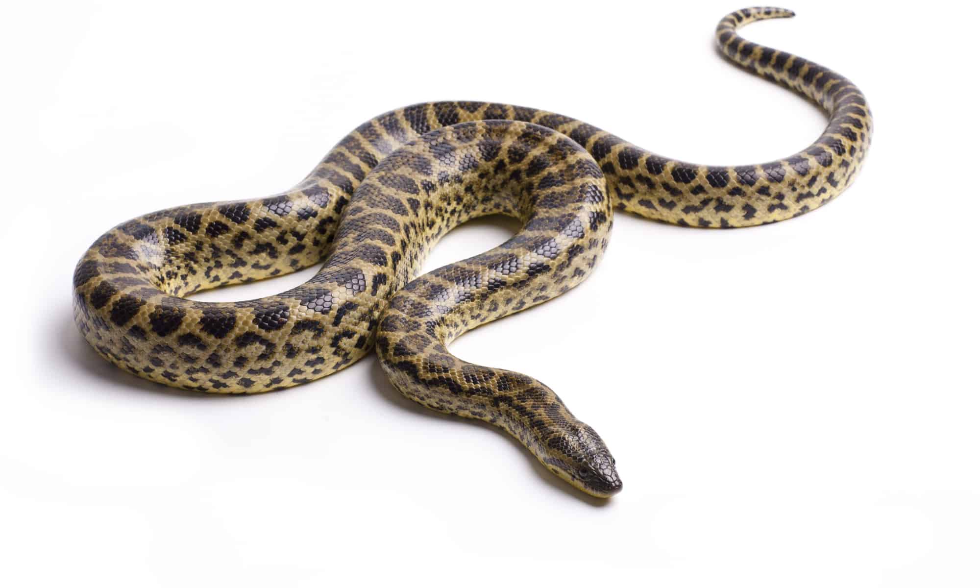 The snake that’s strong enough to crush a hyena