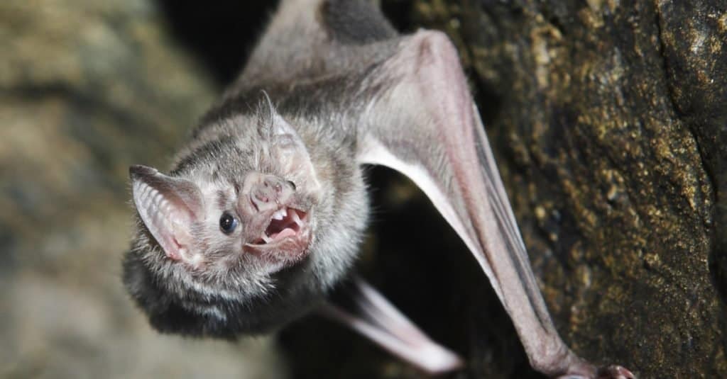 10 cute but deadly venomous creatures to avoid