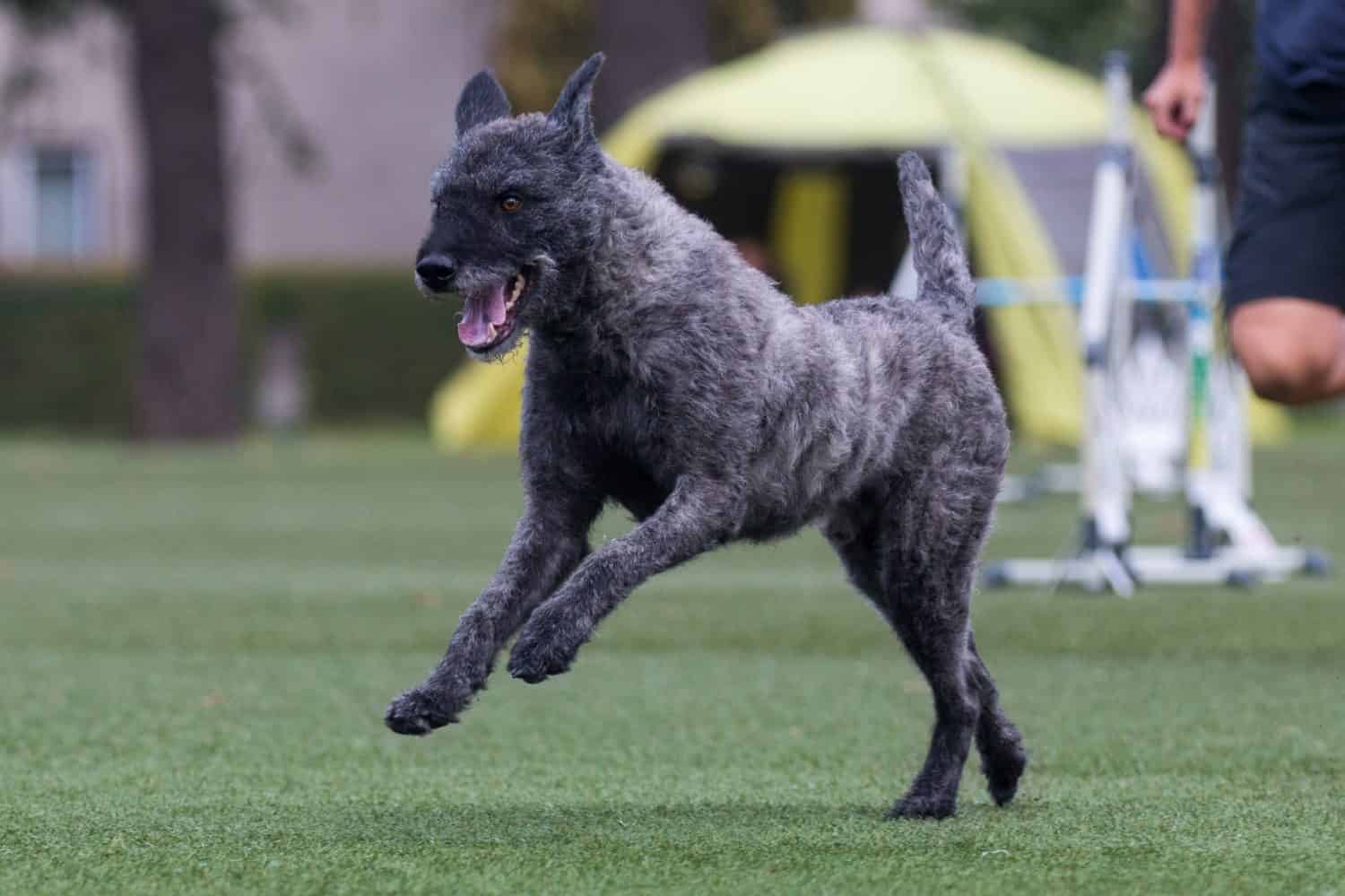 Meet 9 incredible brindle dog breeds