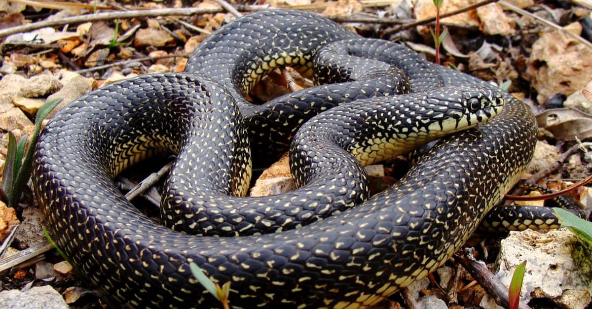 The snake that’s strong enough to crush a hyena