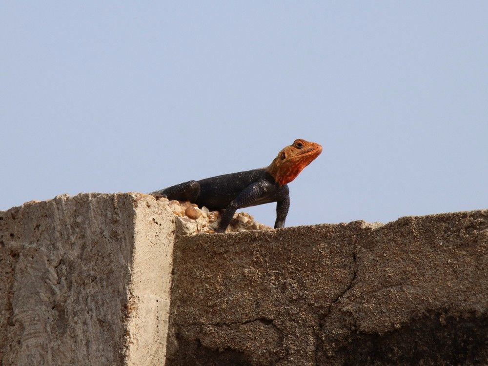 The right chemistry: The most colourful lizard in the world is finicky ...