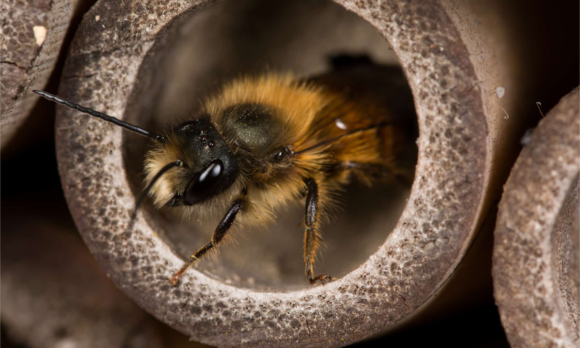 What to do if you find bees inside your walls