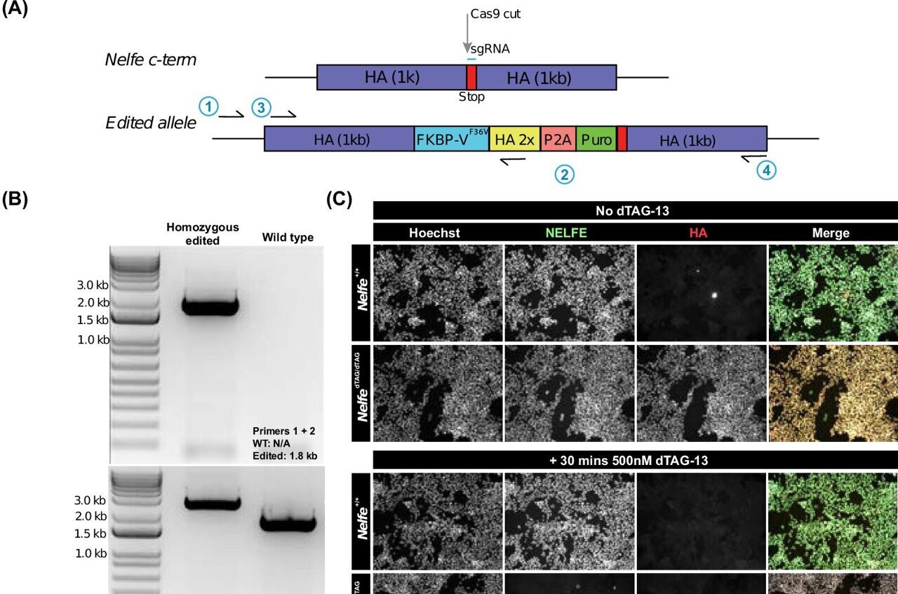 Pressing pause: A small genetic stop may have helped complex life evolve