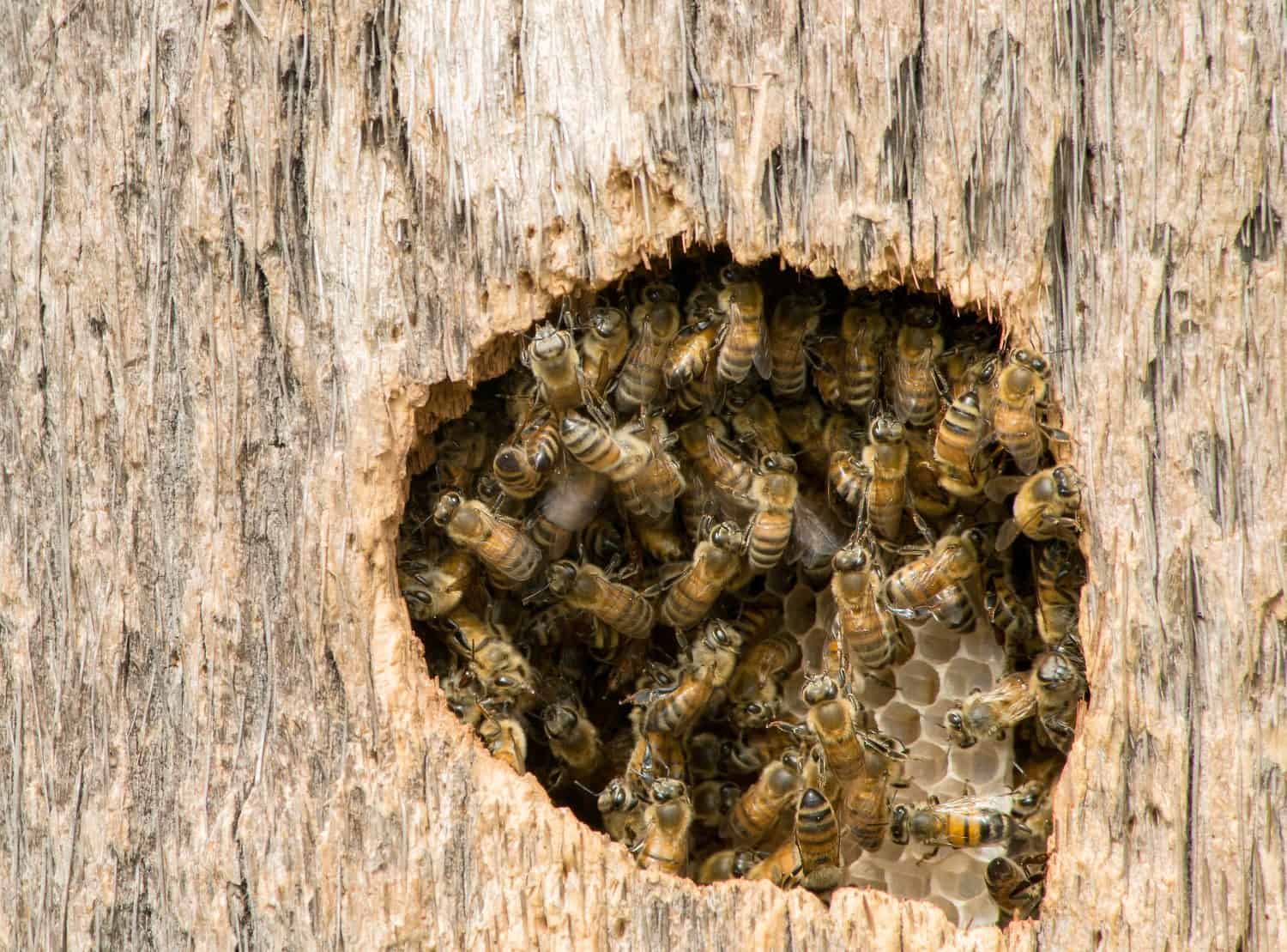 Why do honey bees disappear when the sun goes down?