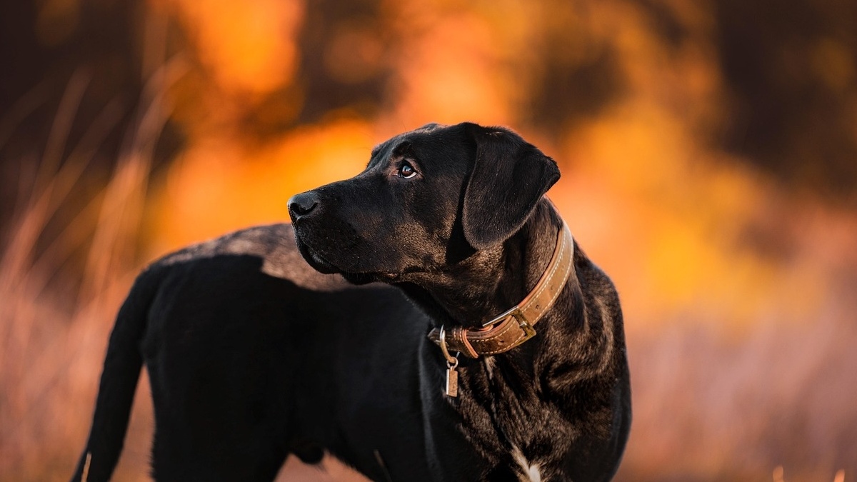 10 comportamientos que prueban que tu perro te ama inmensamente, según ...