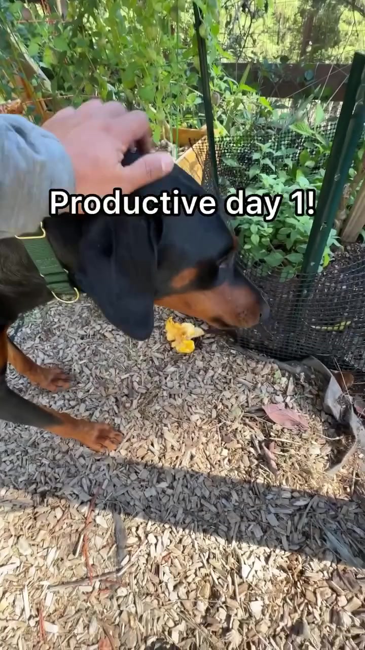 I’m teaching Roscoe to find mushrooms 🍄