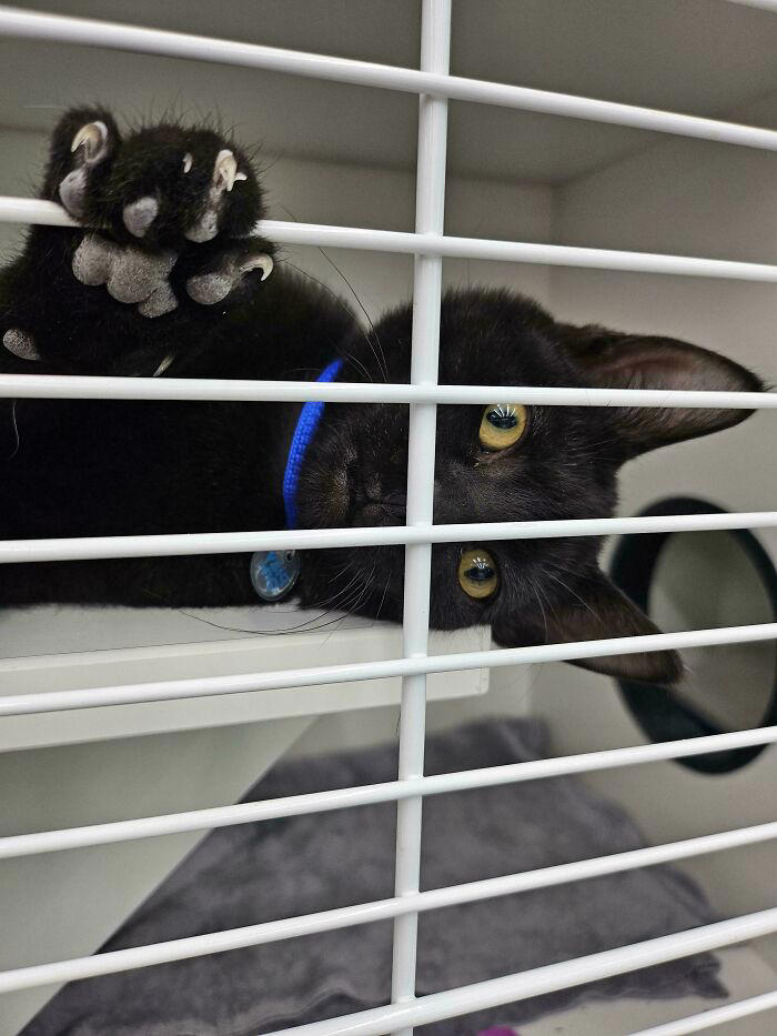 49 wholesome pics of pets who will not have to be alone ever again