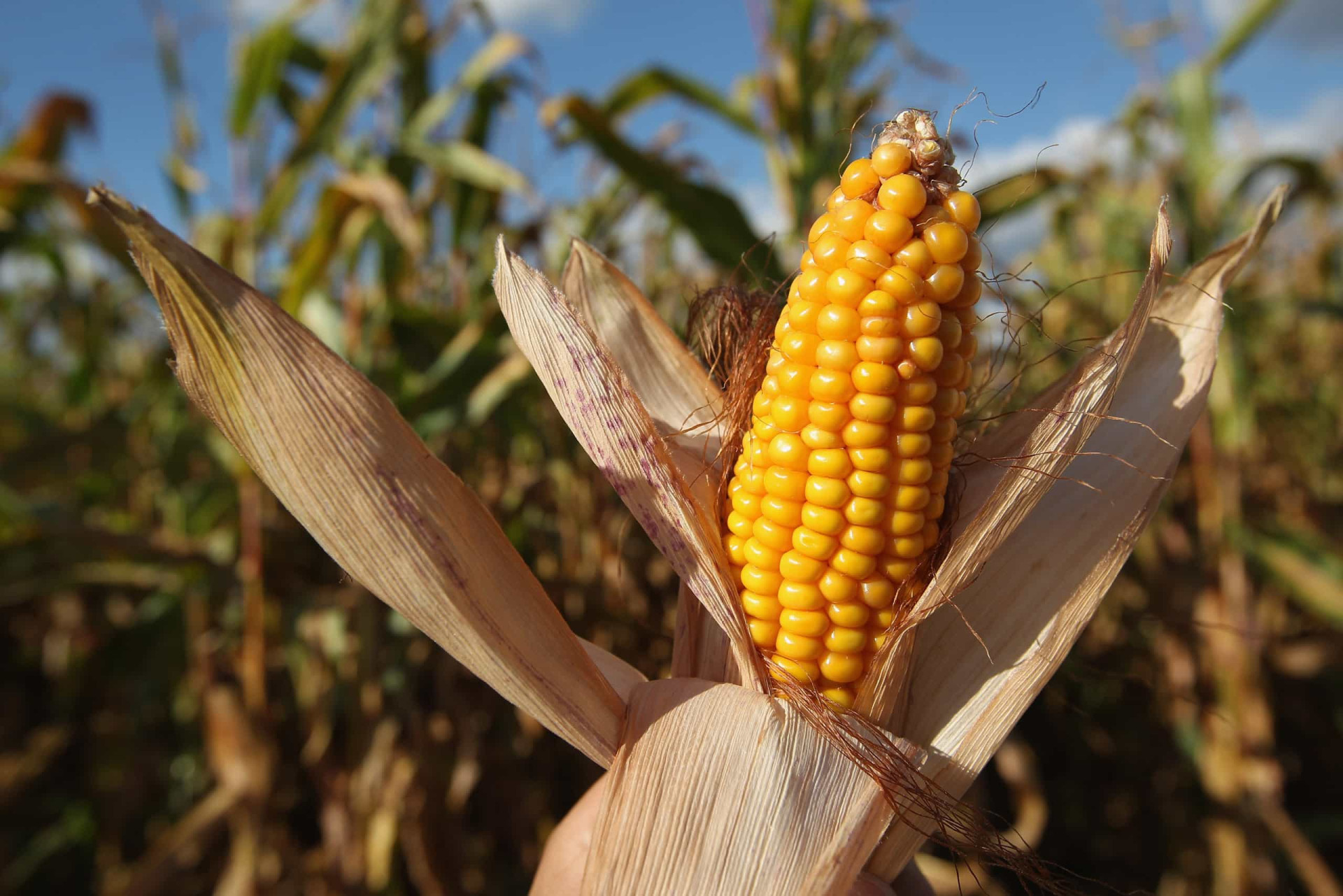 The most popular foods eaten in the 13 colonies