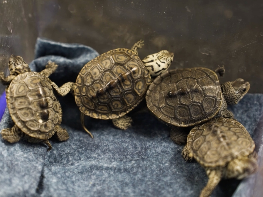 Jersey Shore terrapin hatchlings get new safe home up north