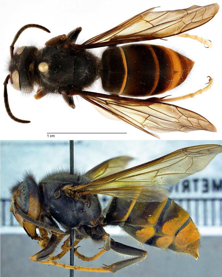 Clemson University DPI finds nest of invasive hornets, marking first ...