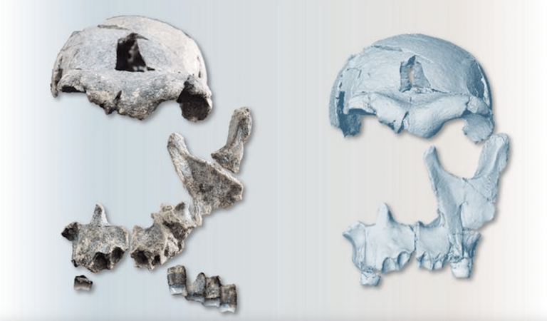Ethiopian Homo erectus skull discovery rewrites human evolution timeline