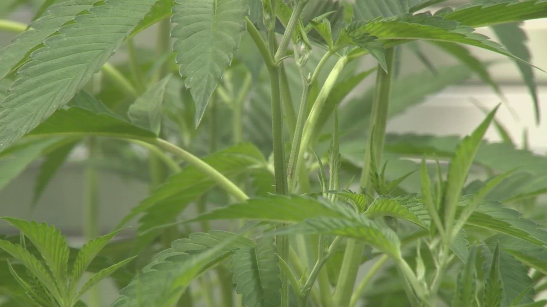 Legal experts, industry insiders weigh on impacts of marijuana ...
