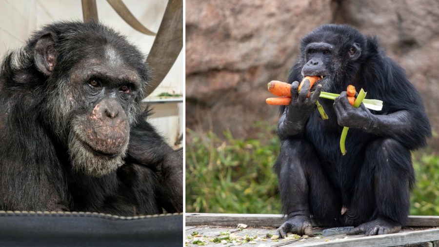 Sedgwick County Zoo mourns death of its firstborn chimpanzee