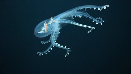 Glass octopus captured in rare footage by underwater robot