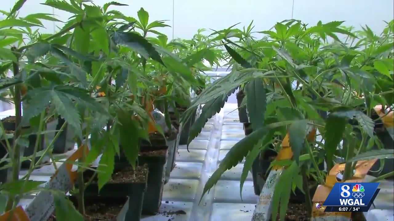 Trump's executive order on marijuana reclassification sparks debate in ...