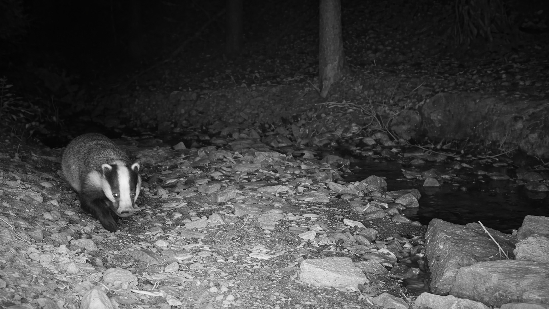 Trail camera by the river captured this moment